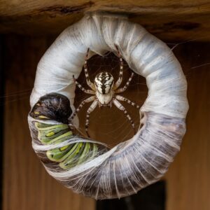 Cacoon vs Cocoon Spelling - Grammar Beacon