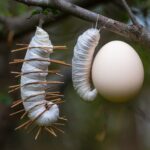 Cacoon vs Cocoon Spelling - Grammar Beacon