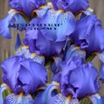 What’s the Plural of Iris? - Grammar Beacon